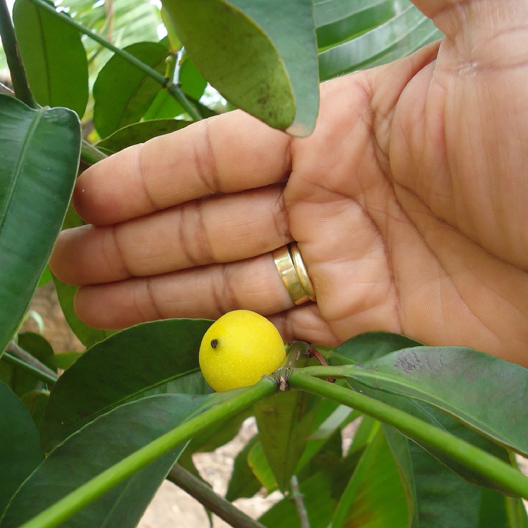 Polynesian_Produce_Stand